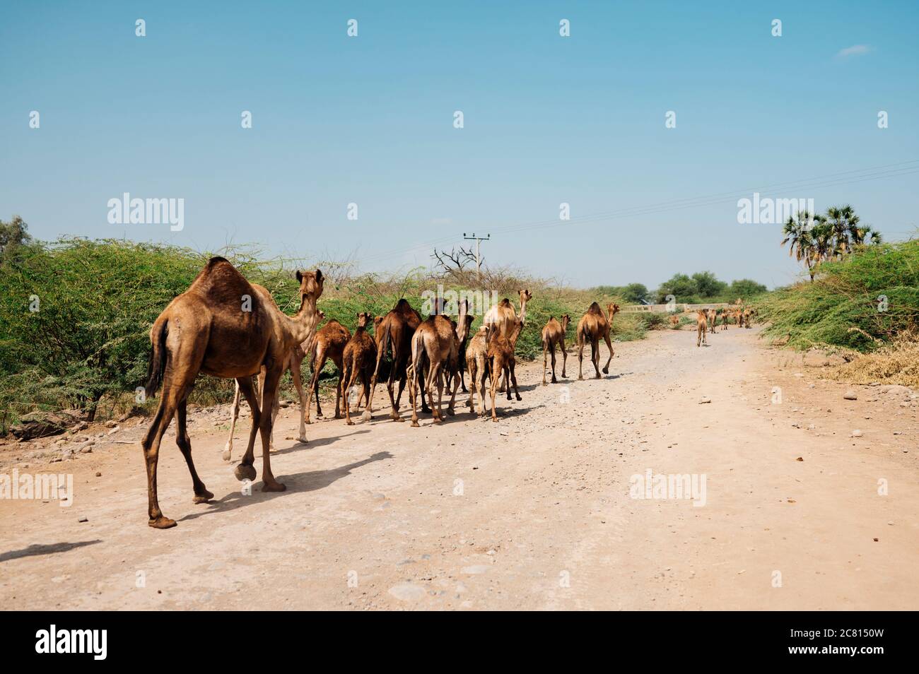A herd of camels in the desert of Afar in Ethiopia Stock Photo - Alamy