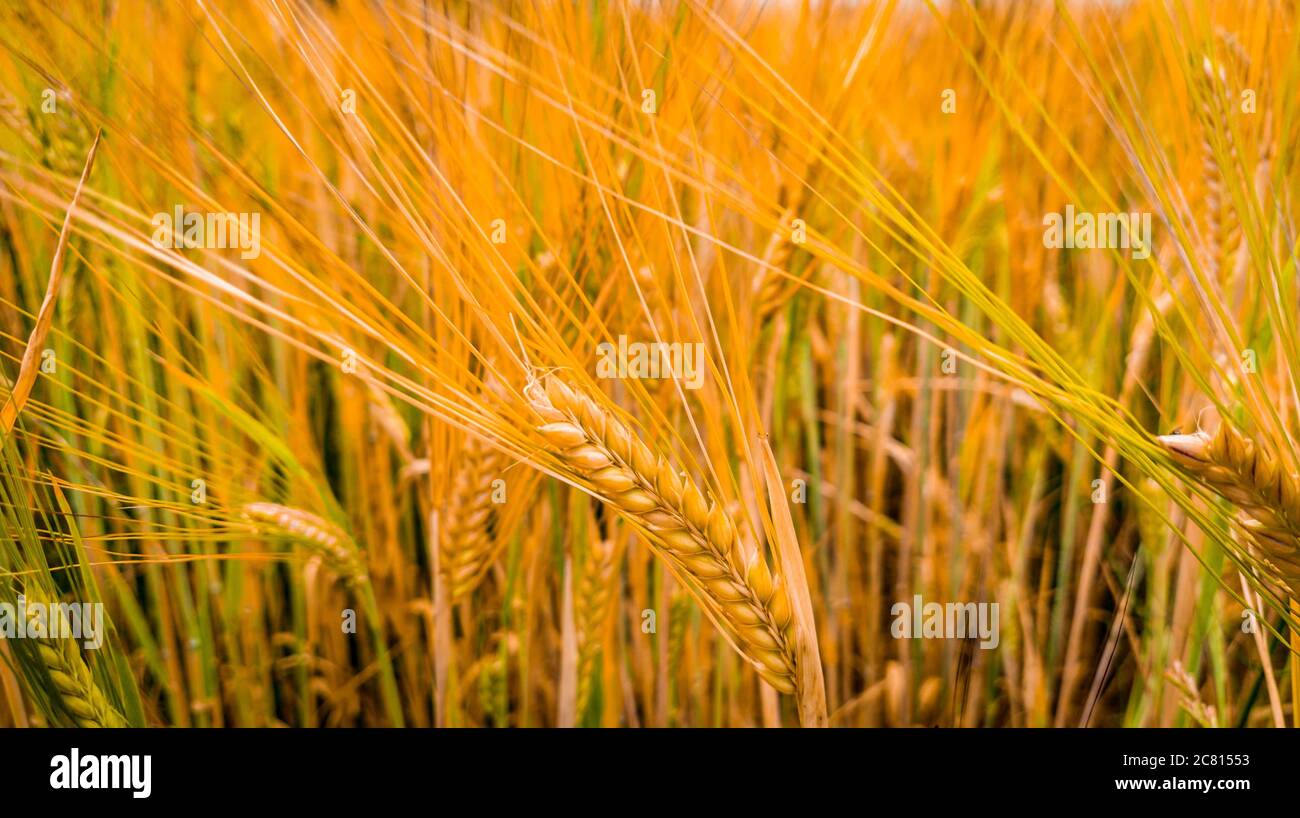 Weather wheatfield yellow hi-res stock photography and images - Alamy
