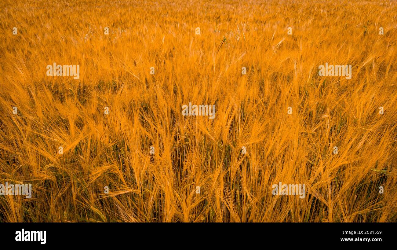 Weather wheatfield yellow hi-res stock photography and images - Alamy