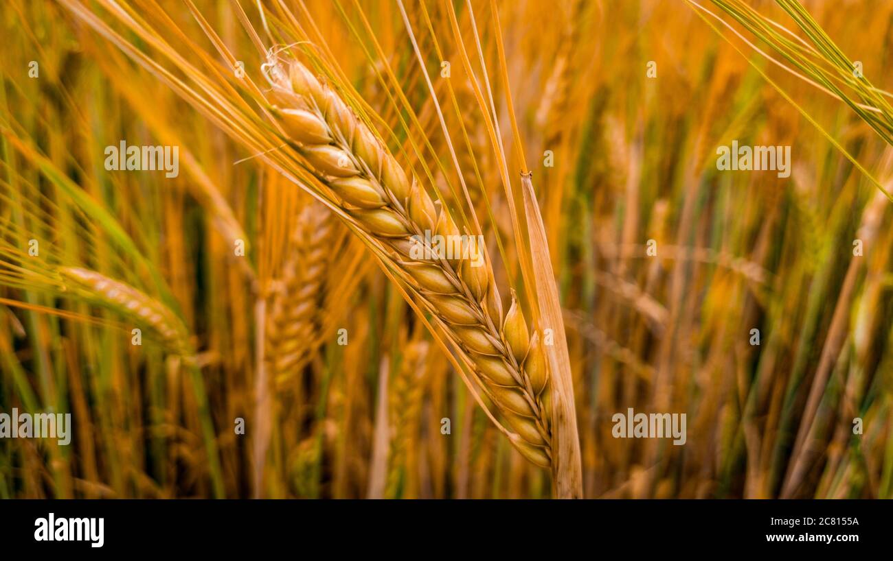 Weather wheatfield yellow hi-res stock photography and images - Alamy