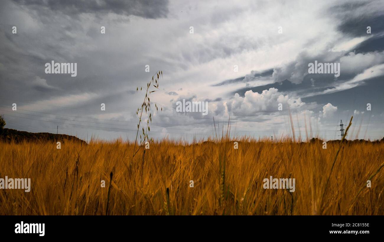 Weather wheatfield yellow hi-res stock photography and images - Alamy