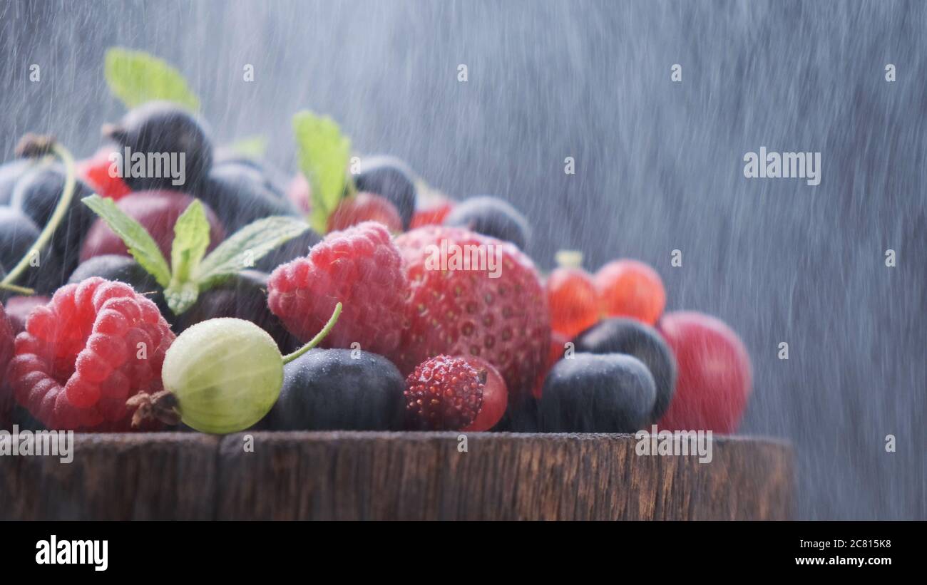 Mix of wild forest berries on black background with water mist Stock ...