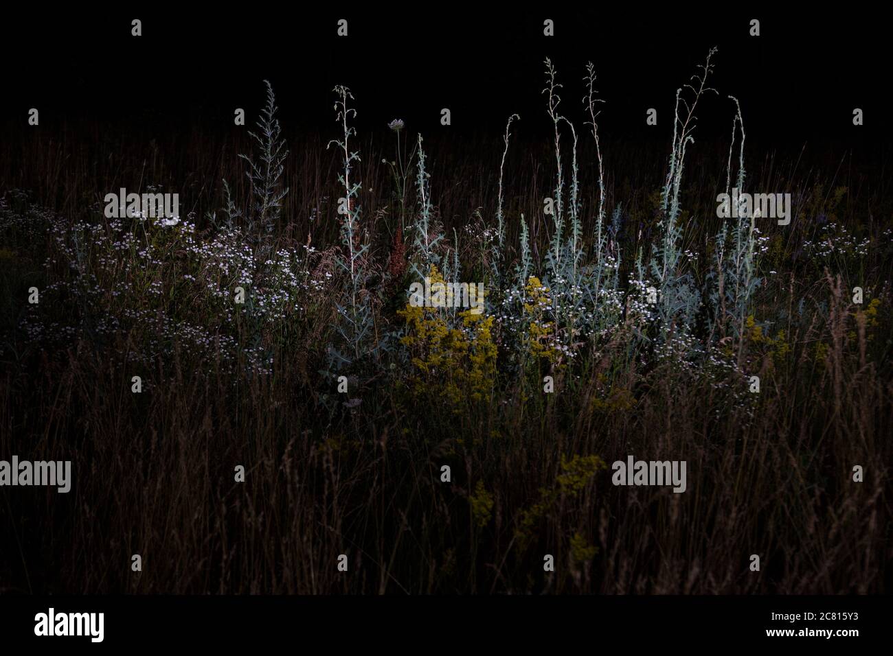 Grass and other plants and flowers photographed with a flash at night ...