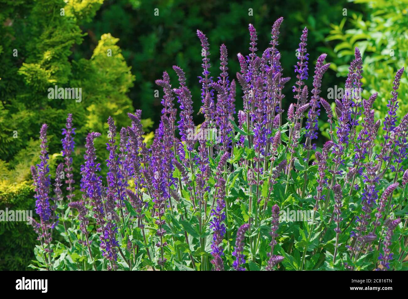 Blue queen salvia hi-res stock photography and images - Alamy