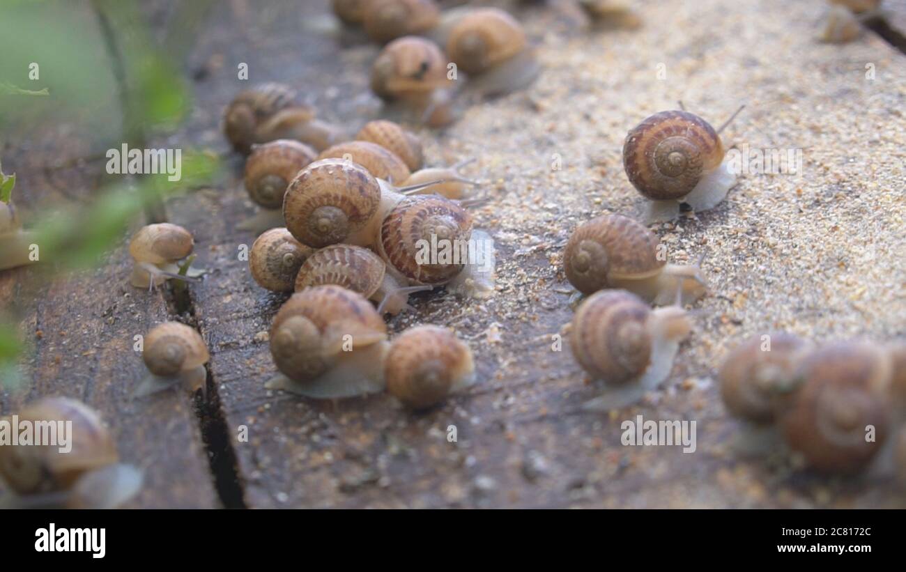 Snail shell between fresh sprout leafs. Mollusk snails with brown Stock ...