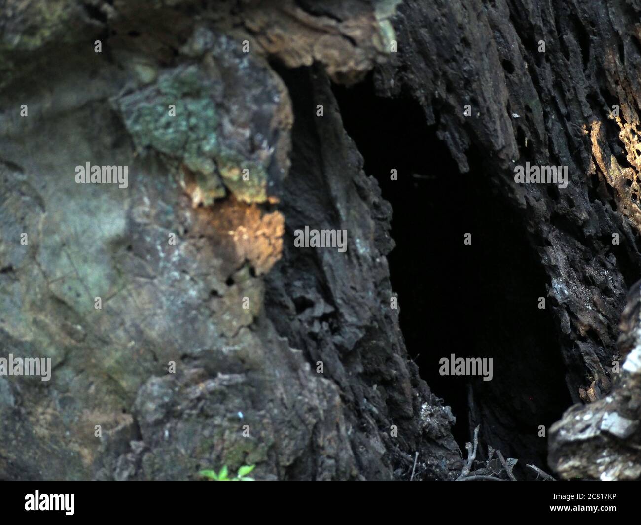 Cave entrance in a jungle hi-res stock photography and images - Alamy
