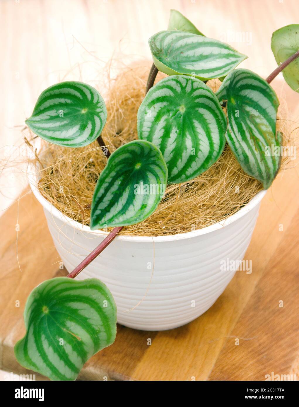 Indoor plant, Peperomia Watermelon plant in a pot Stock Photo - Alamy