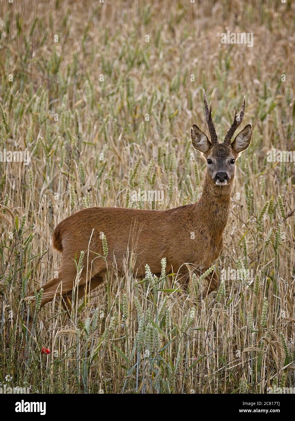 A side profile view of a Roe Buck standing in a field of barley ...