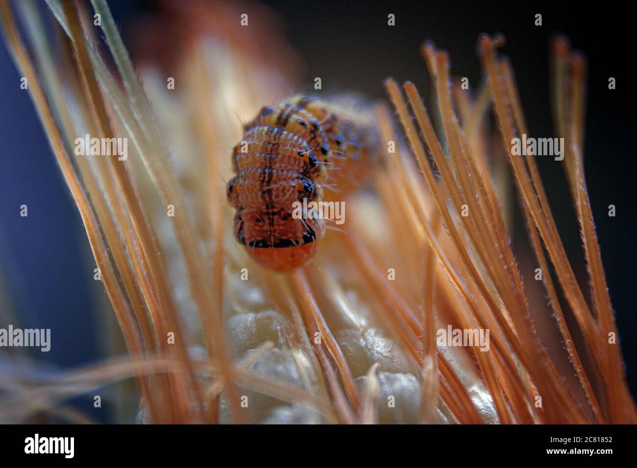 Corn Borer High Resolution Stock Photography and Images - Alamy