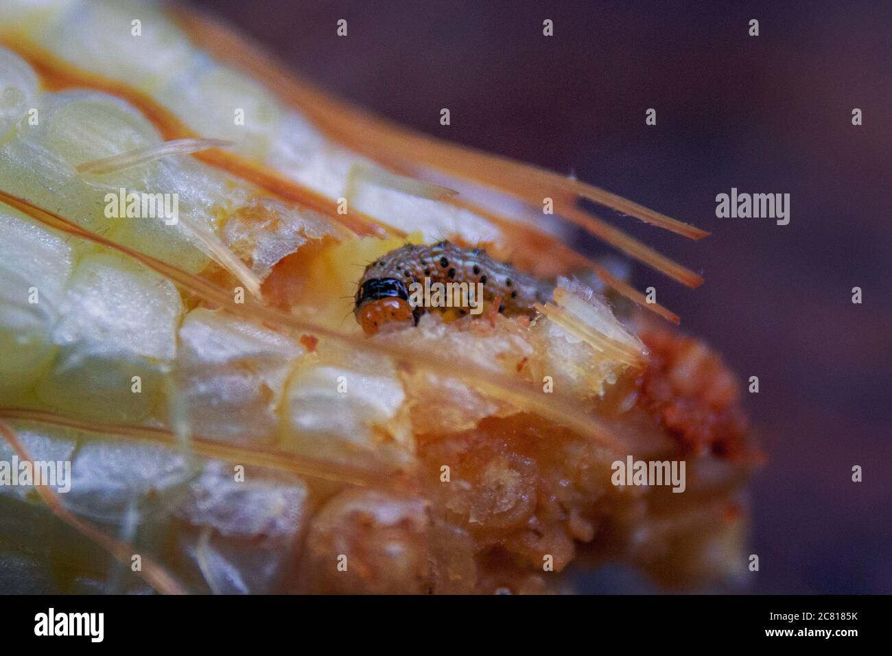 Corn borer hi-res stock photography and images - Alamy