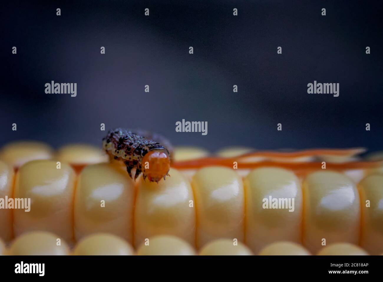 Corn worm hi-res stock photography and images - Alamy