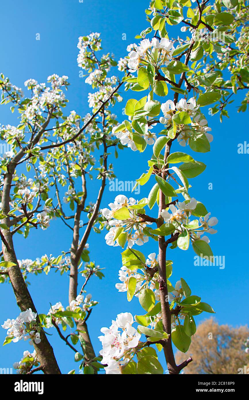 Apple-tree in colour Stock Photo - Alamy