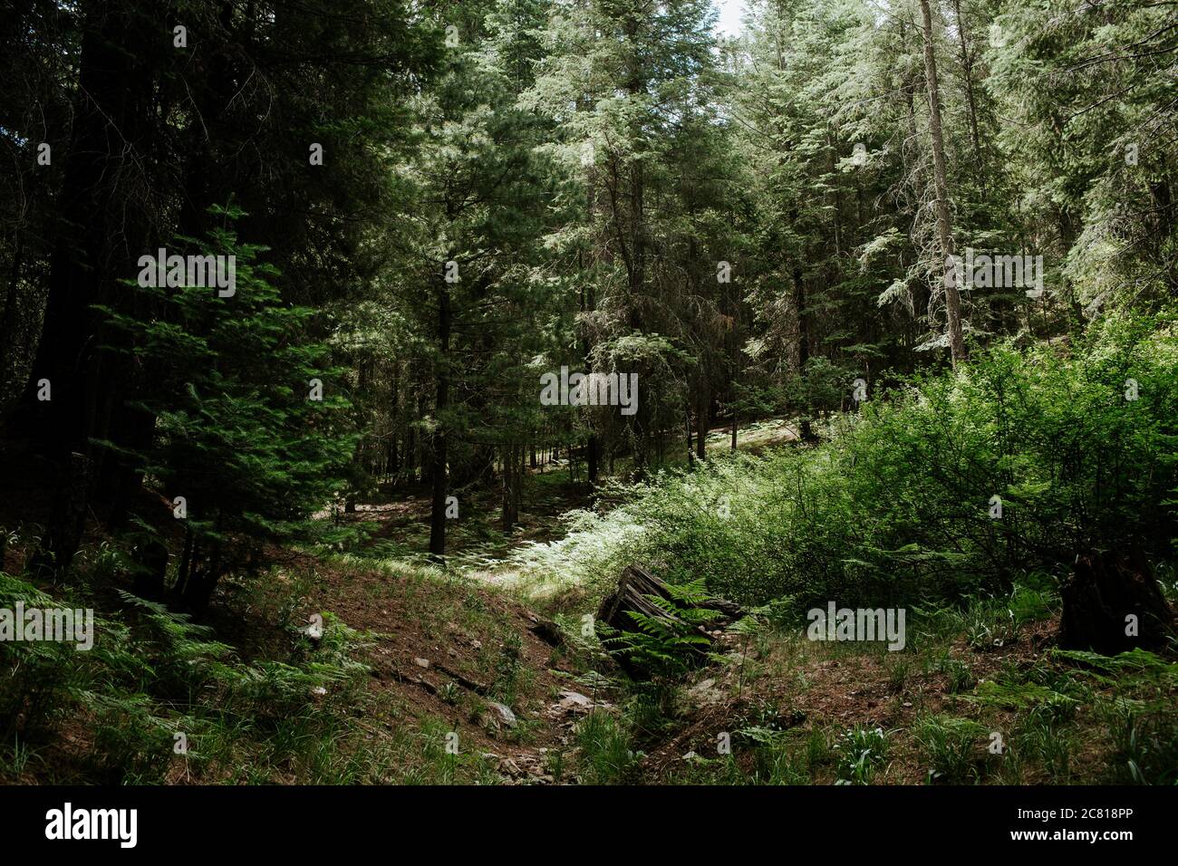Dense fir forests in hi-res stock photography and images - Alamy