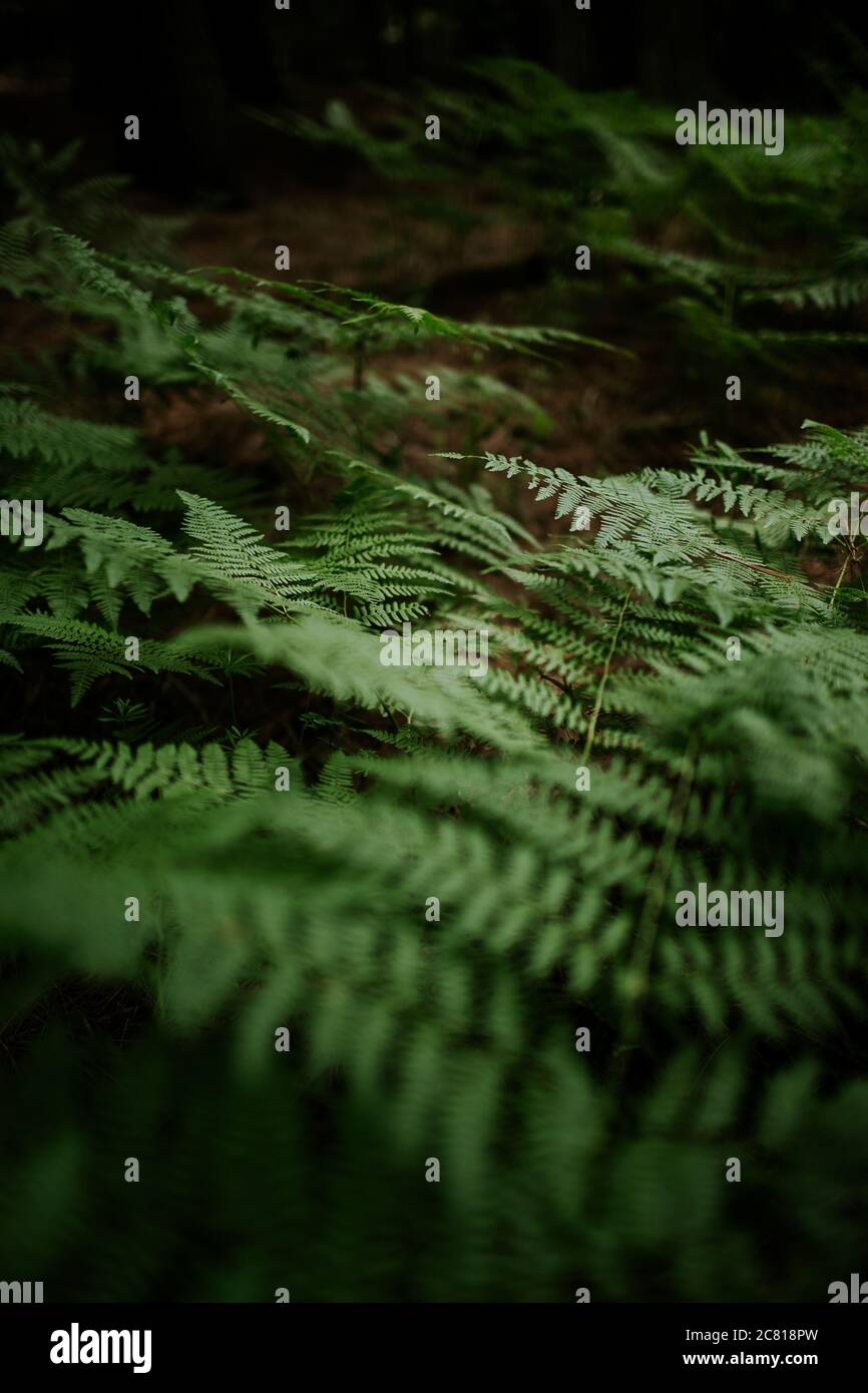 Ferns growing in dense hi-res stock photography and images - Alamy