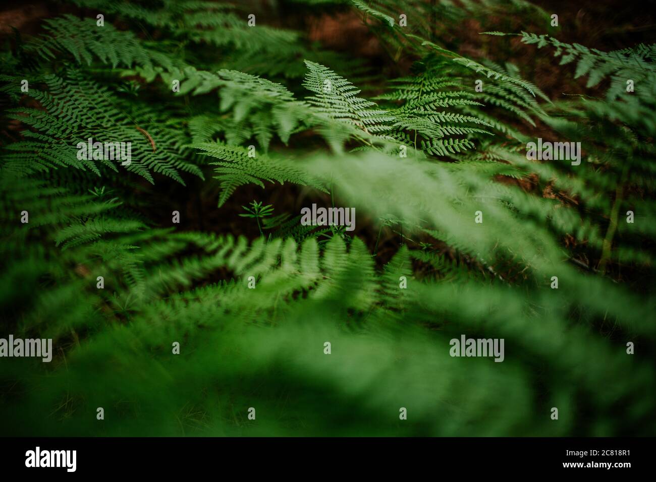 Dense ferns growing in hi-res stock photography and images - Alamy