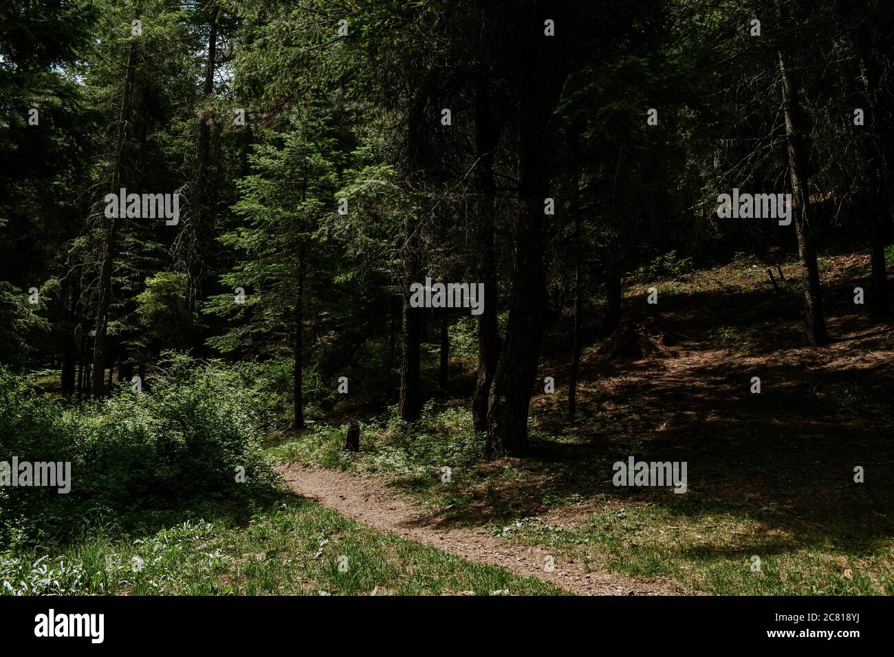 Dense fir forests in hi-res stock photography and images - Alamy
