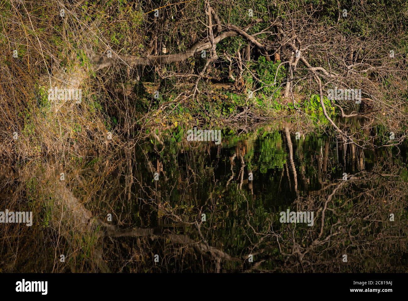 Dry branches reflection in still water pond Stock Photo - Alamy