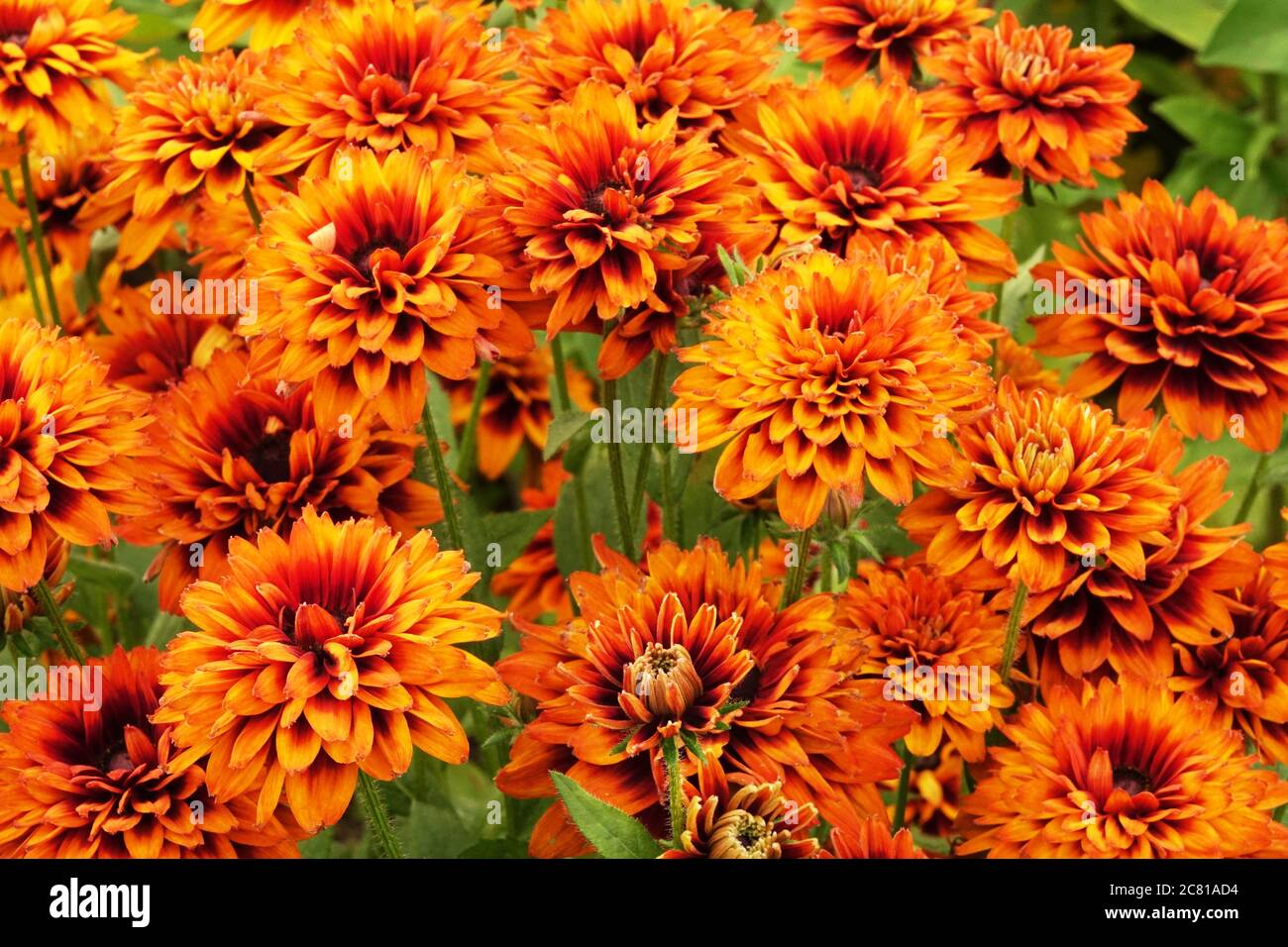 Orange Black-eyed Susan Rudbeckias Rudbeckia Daisy Garden hardy ...