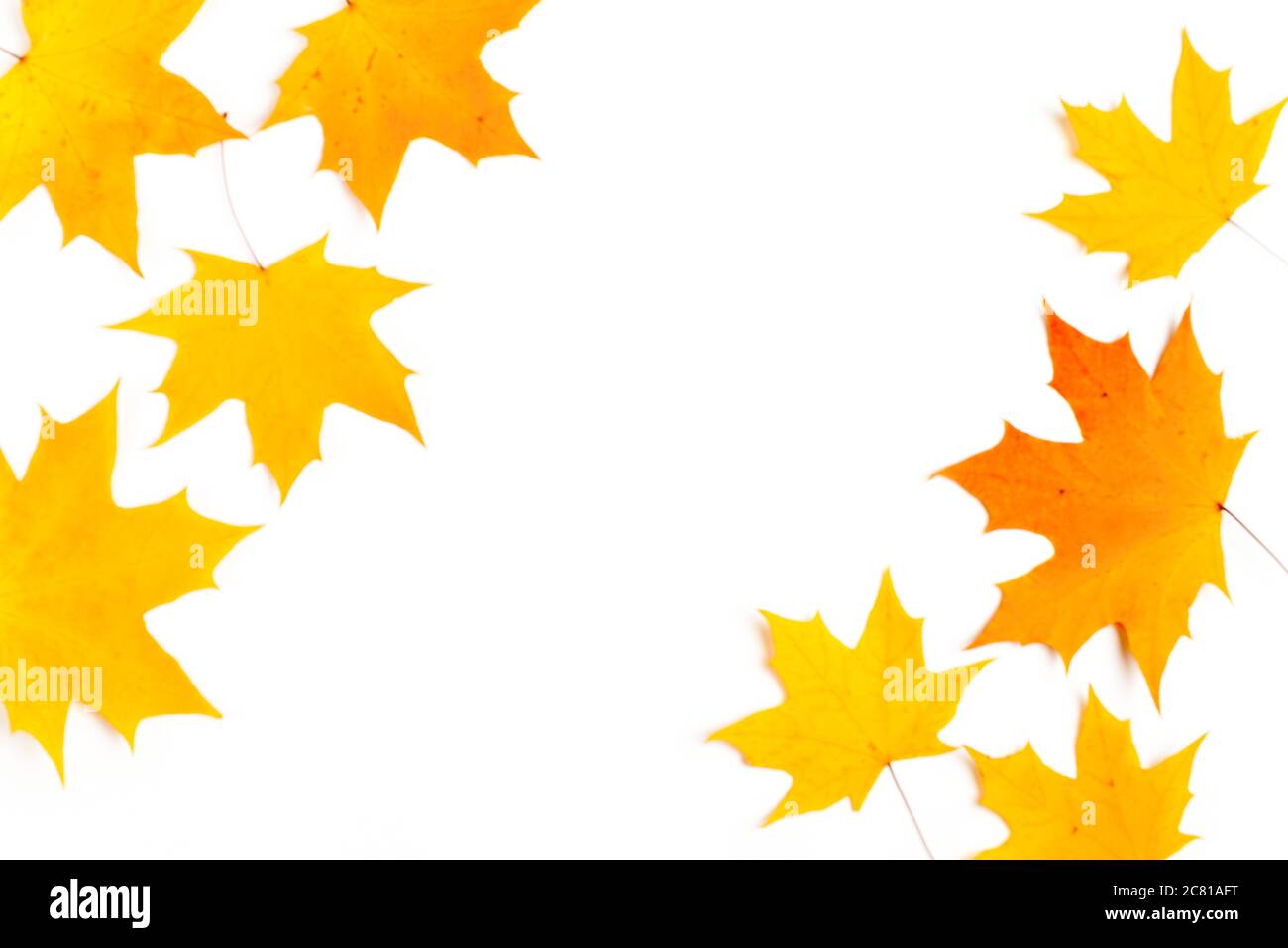 Nice border made from color falling maple leaves Stock Photo - Alamy
