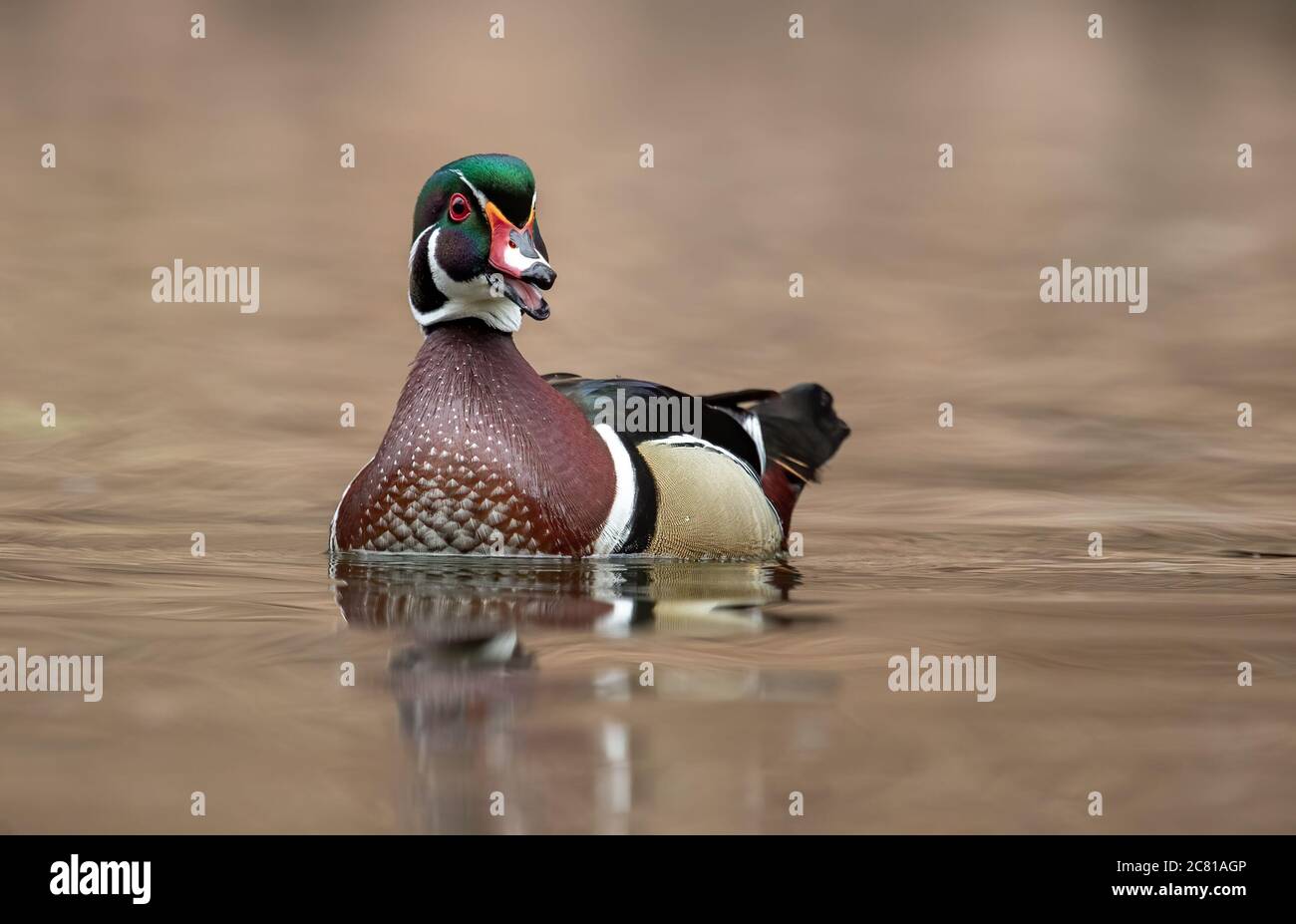 Wood Duck Portrait Stock Photo - Alamy
