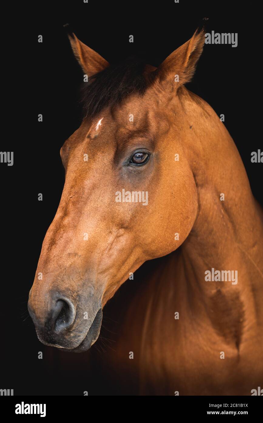 Portrait of a beautiful brown thoroughbred or purebred horse on a black ...