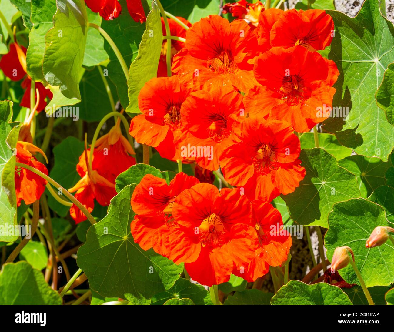nasturtiums in full summer flower Stock Photo - Alamy