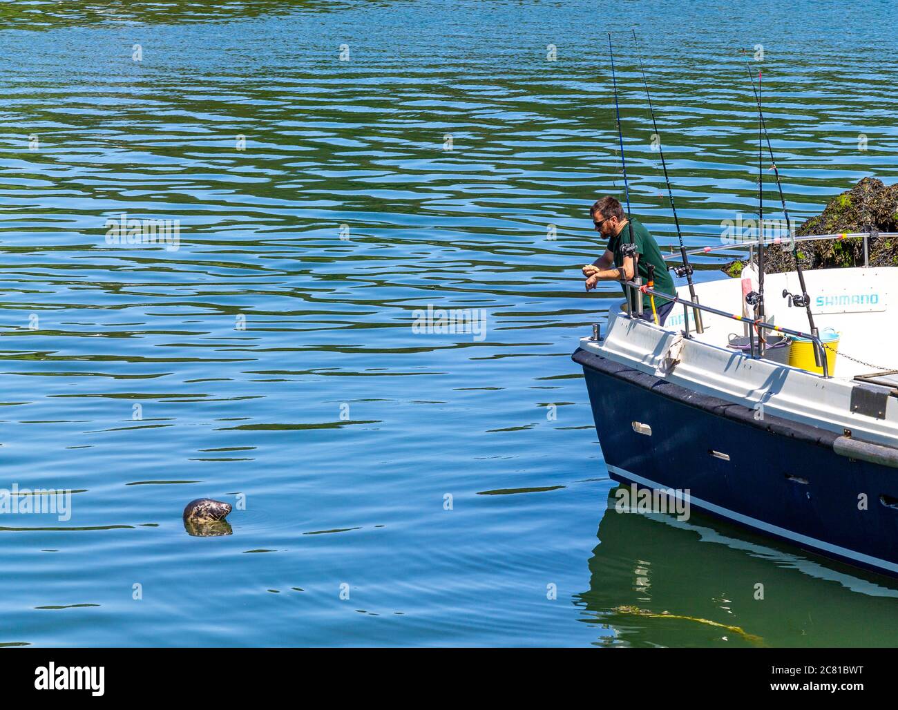 Sea Angler watching seal from angling boat Stock Photo - Alamy