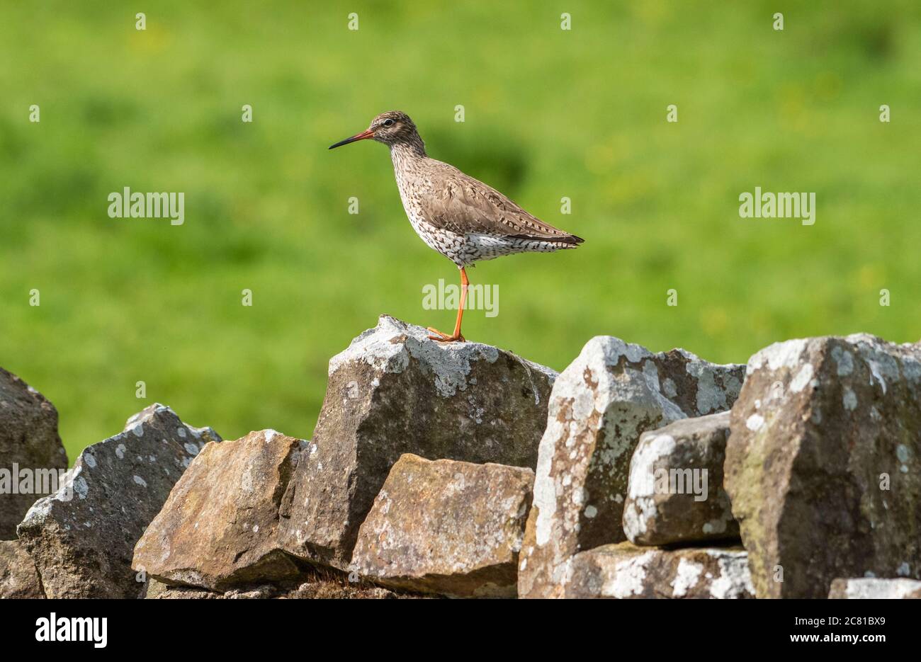 Female standing by a fence hi-res stock photography and images - Alamy