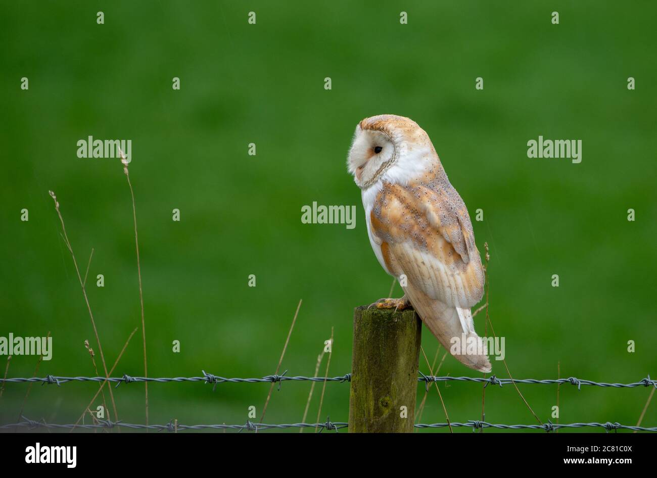 A Barn Owl sitting on a wooden fence post in the rain, Whitewell ...