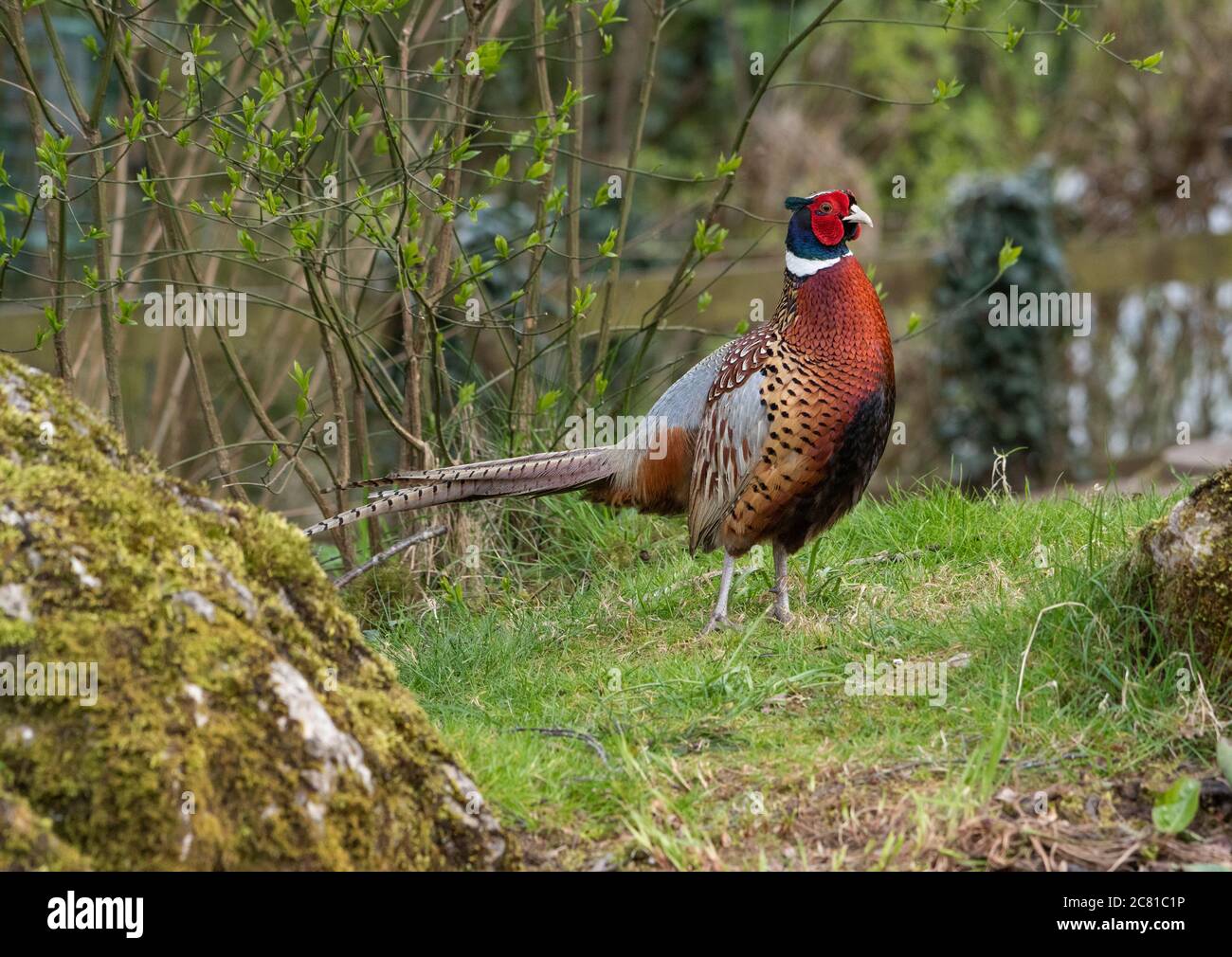 A Common cock pheasant at Leighton Moss RSPB reserve, Leighton Moss ...