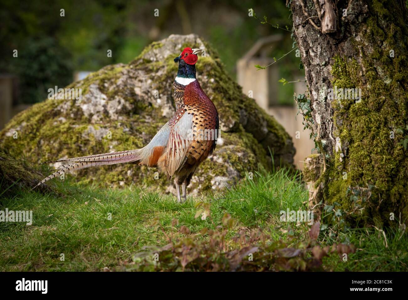 A Common cock pheasant calling and displaying at Leighton Moss RSPB ...