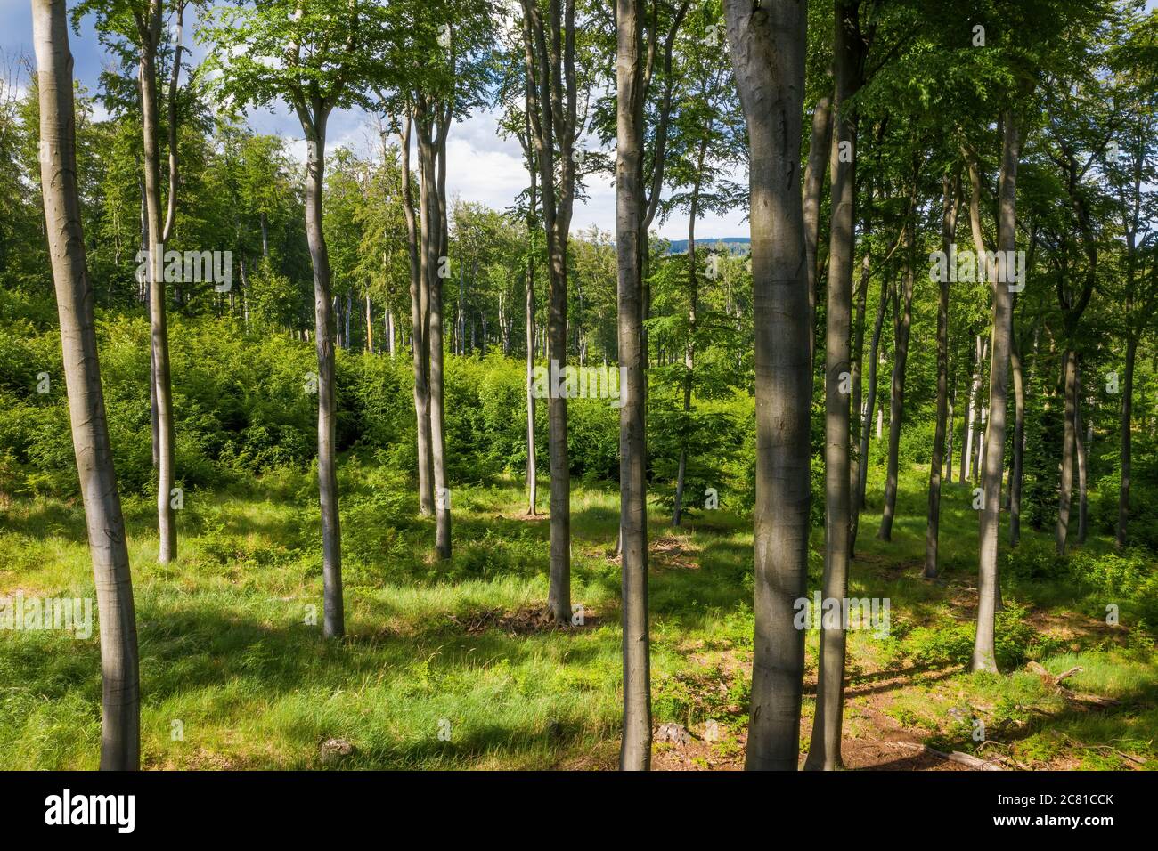 Forested area with young beech trees in spring Stock Photo - Alamy