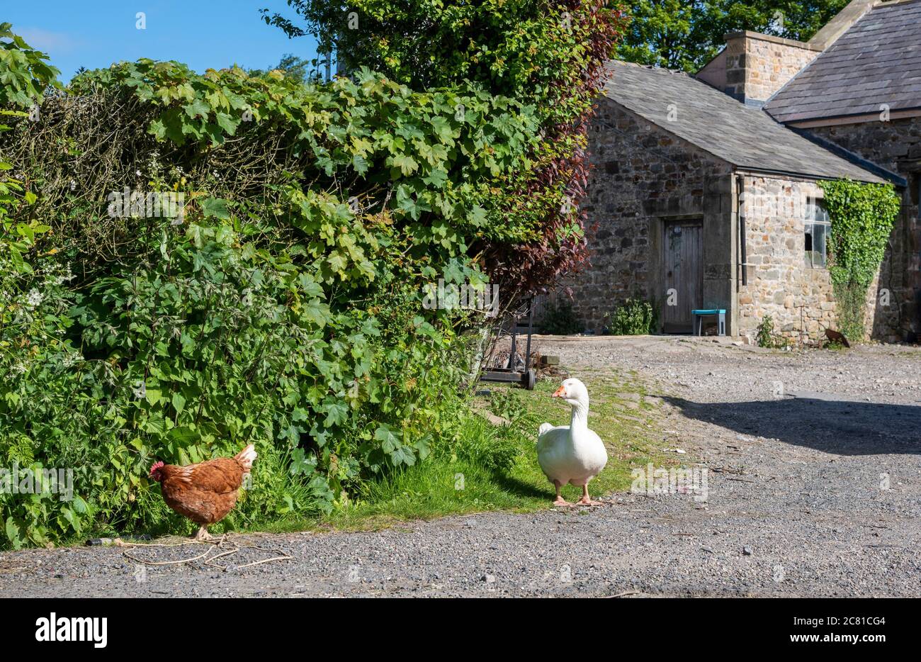 The farm yard hi-res stock photography and images - Alamy
