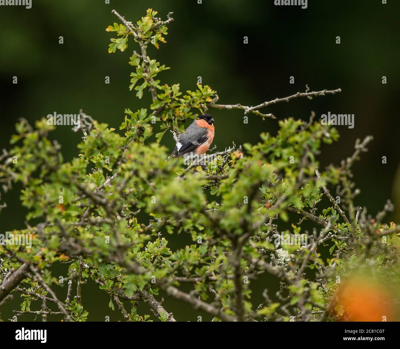 Male bull finch hi-res stock photography and images - Alamy