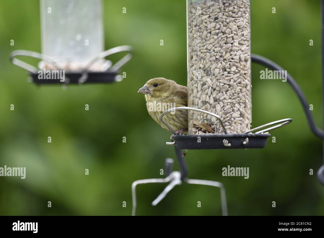 Juvenile greenfinch hi-res stock photography and images - Alamy