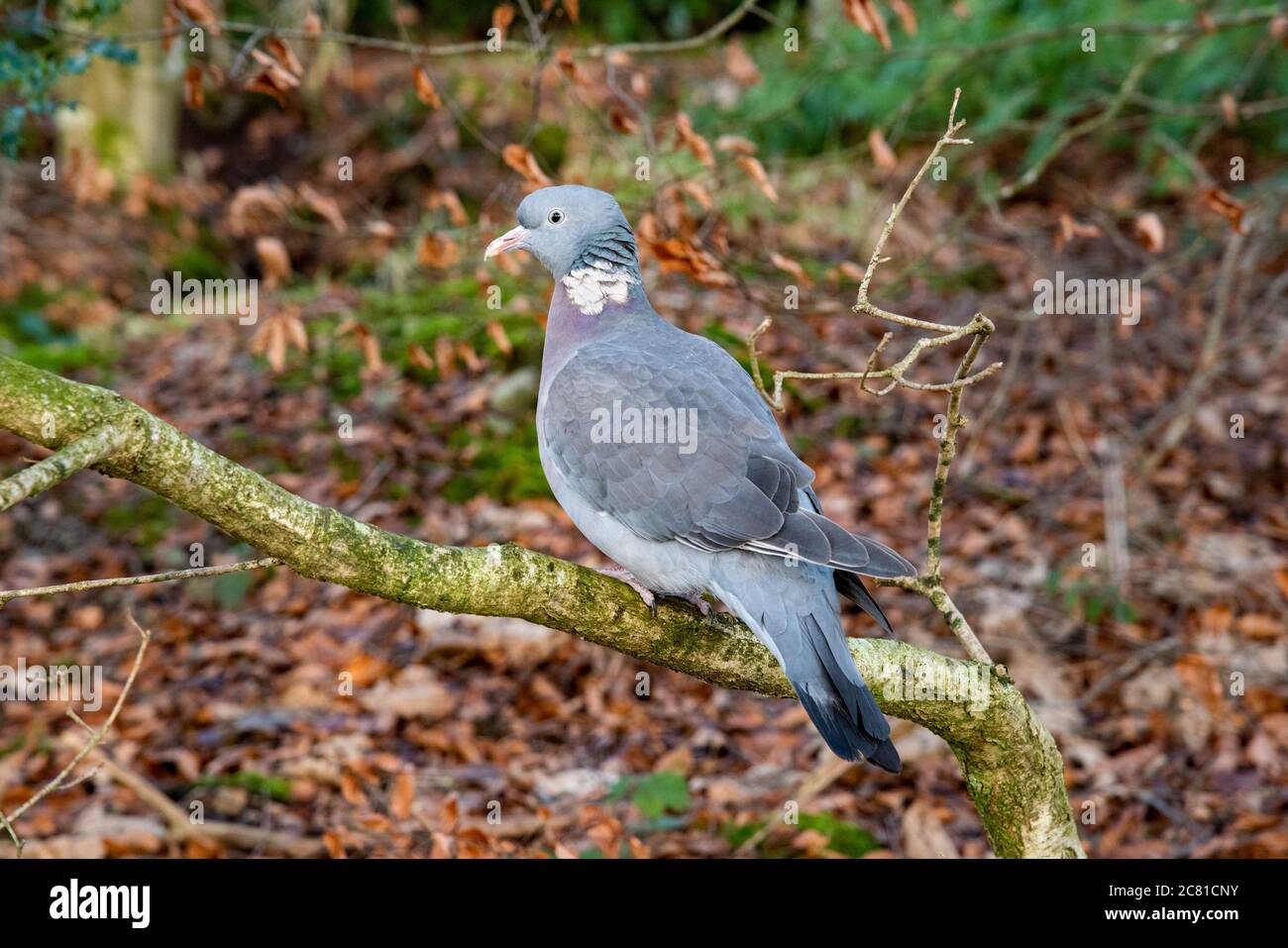 Common wood pigeon hi-res stock photography and images - Alamy