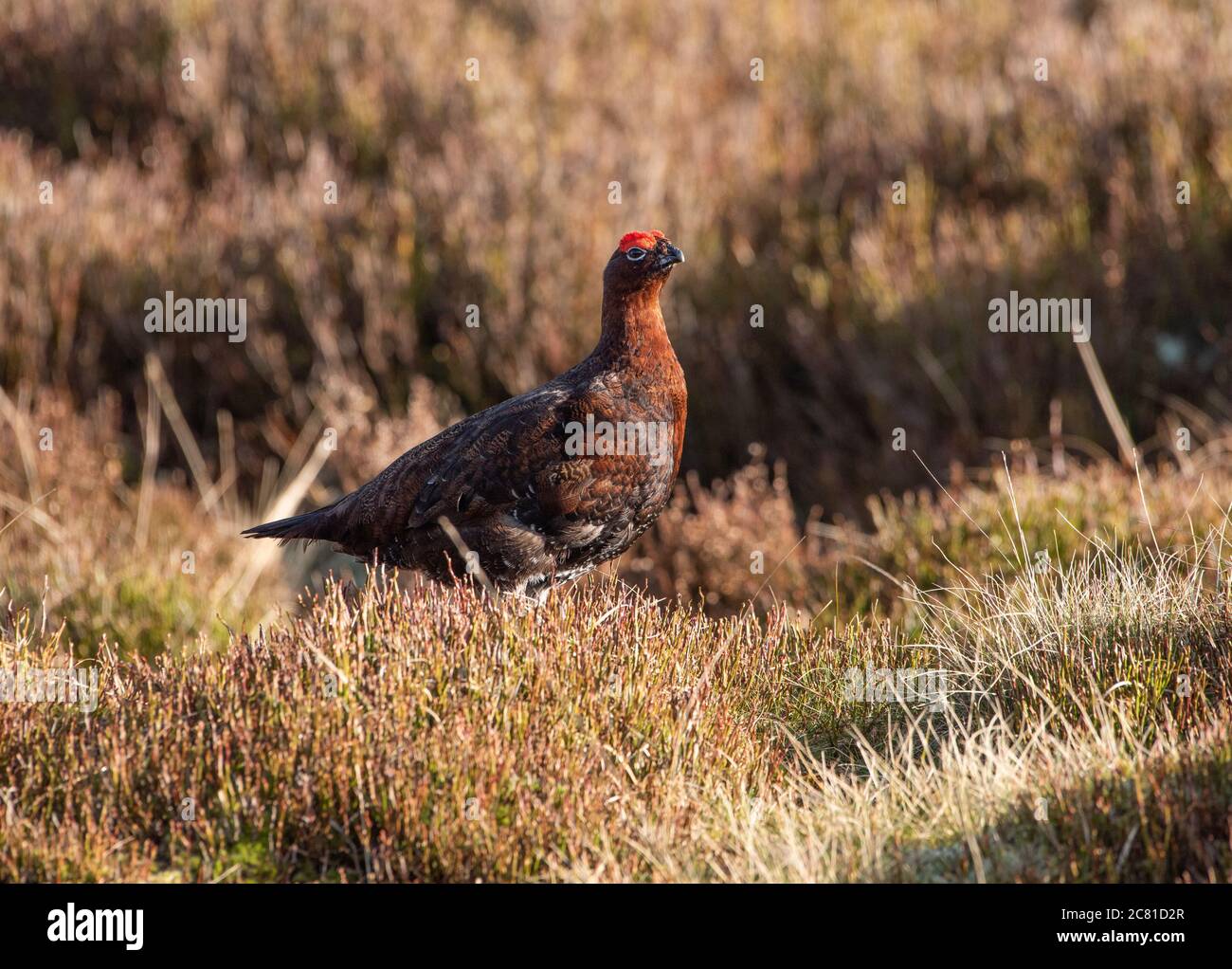 Red grouse cock on the moors above Dunsop Bridge, Clitheroe, Lancashire ...