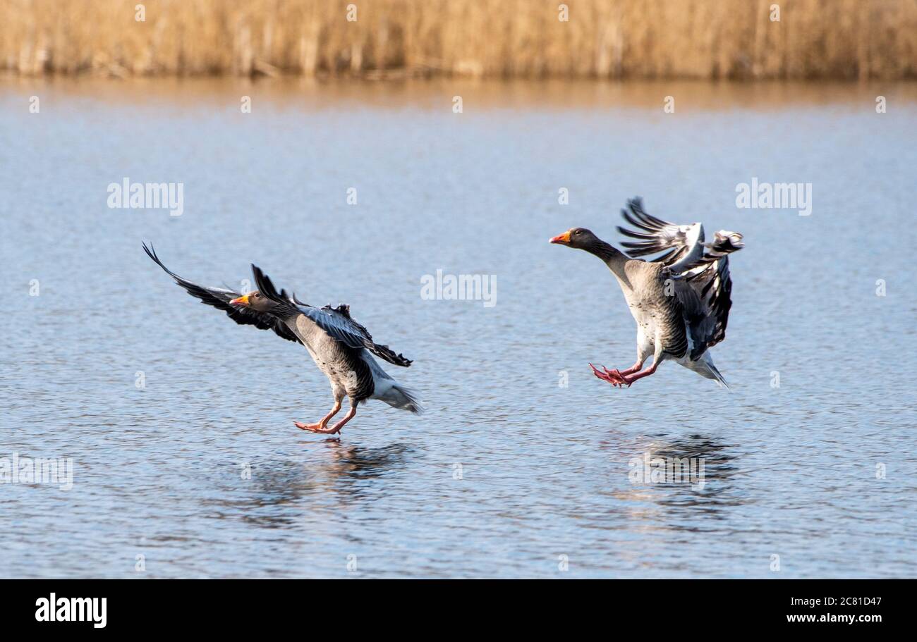 Lancashire landing hi-res stock photography and images - Alamy