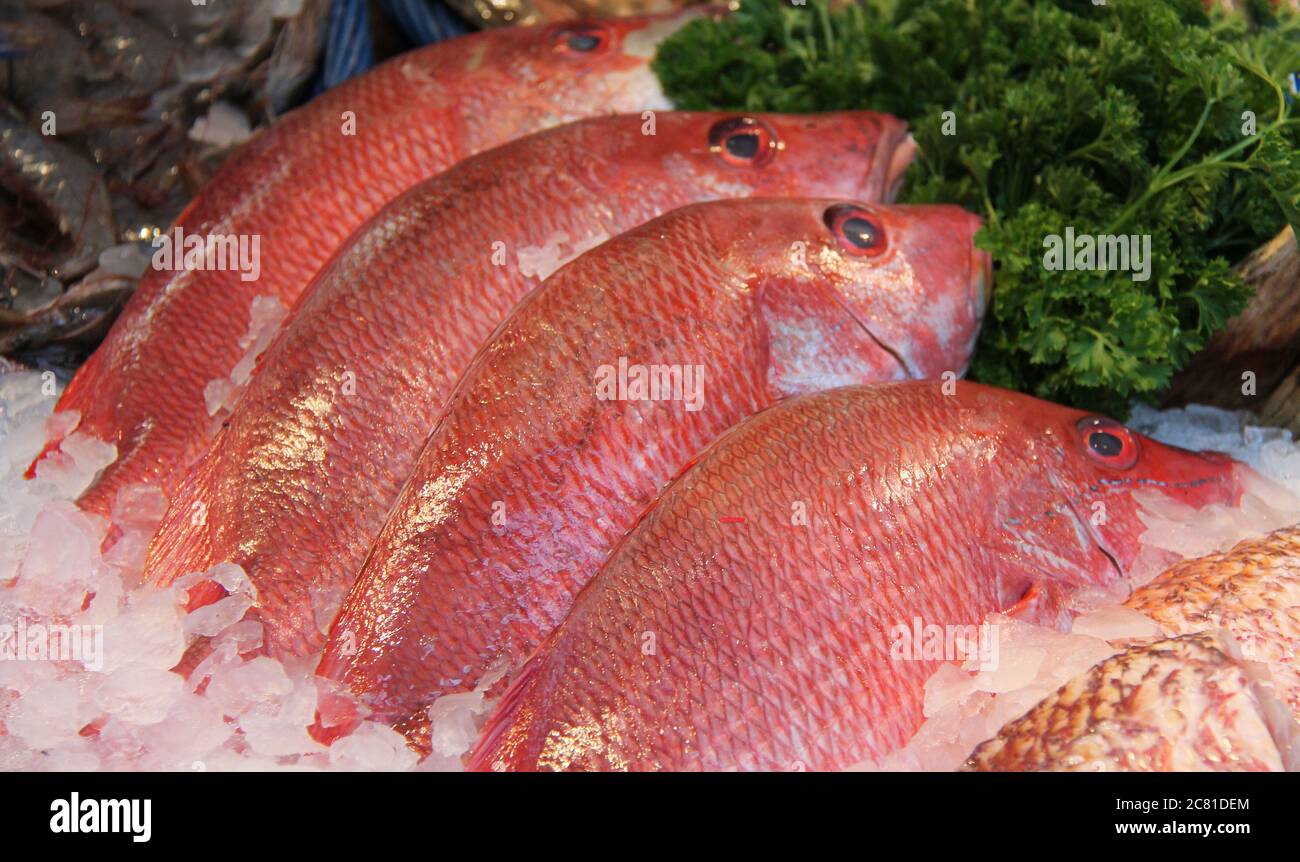A Retail Display of Four Red Senegal Snapper Fish Stock Photo - Alamy