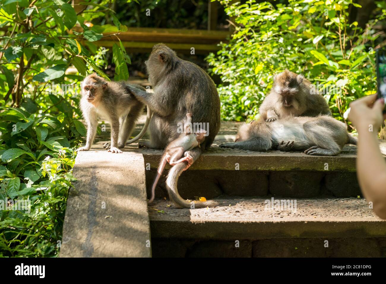 Monkeys in Ubud Bali Stock Photo - Alamy