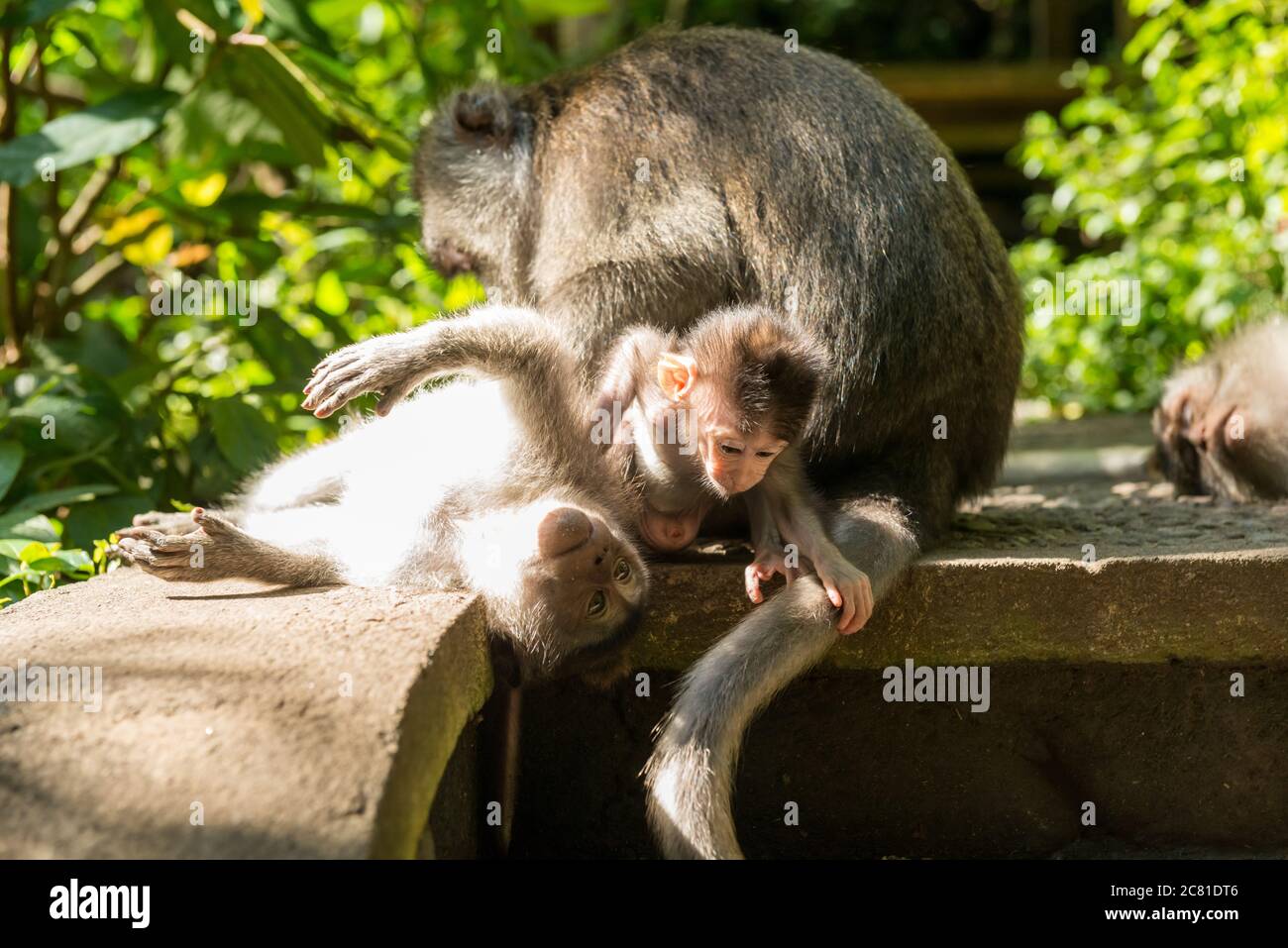 Monkeys in Ubud Bali Stock Photo - Alamy