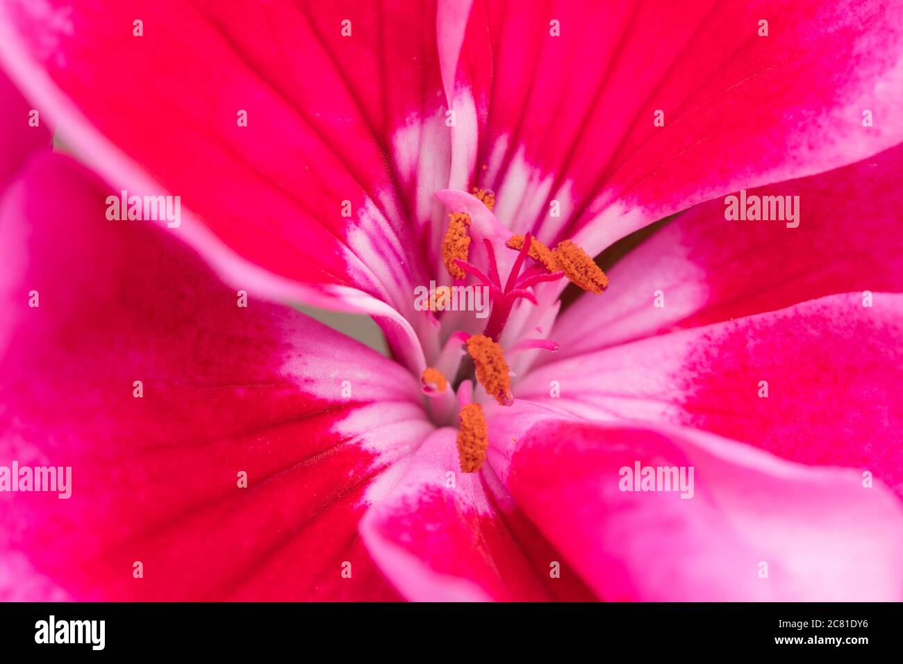 Pretty little pink splash hi-res stock photography and images - Alamy