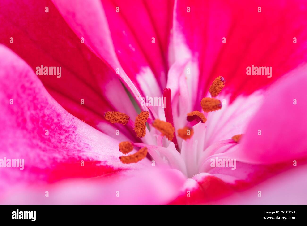 Pretty little pink splash hi-res stock photography and images - Alamy