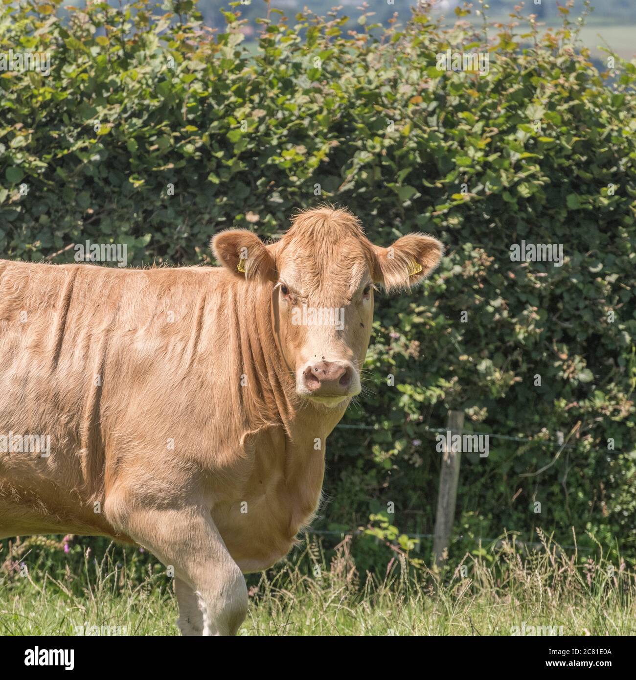 Livestock farming uk hi-res stock photography and images - Alamy