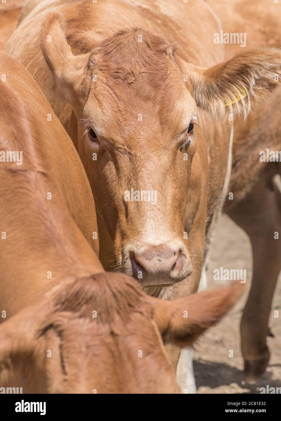 Young bull looking at camera. Metaphor UK livestock farming, UK cattle ...