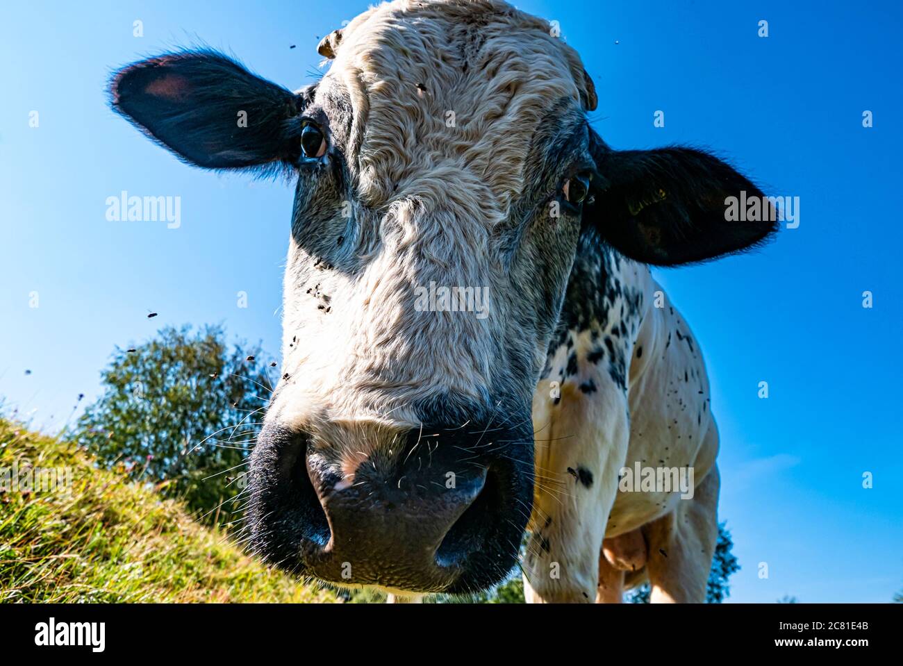 Cow head close-up with sky in background Stock Photo - Alamy