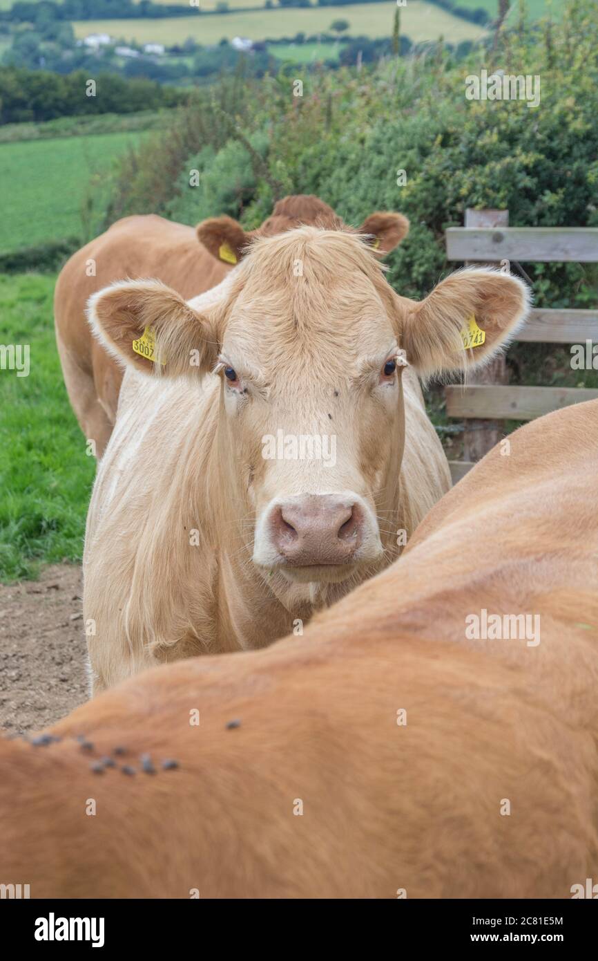 Young bull looking at camera. Metaphor UK livestock farming, UK cattle ...