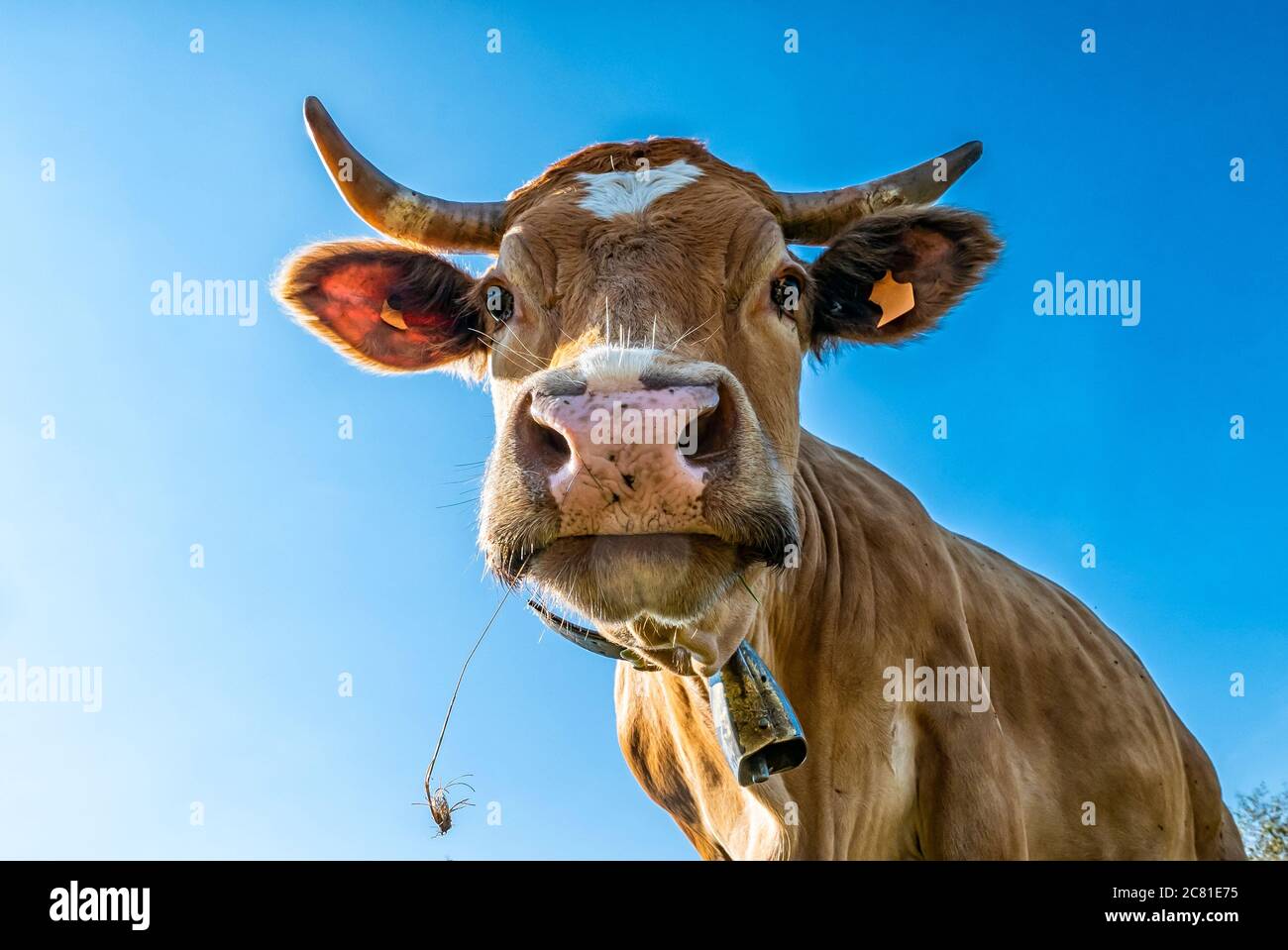 Cow head close-up with sky in background Stock Photo - Alamy