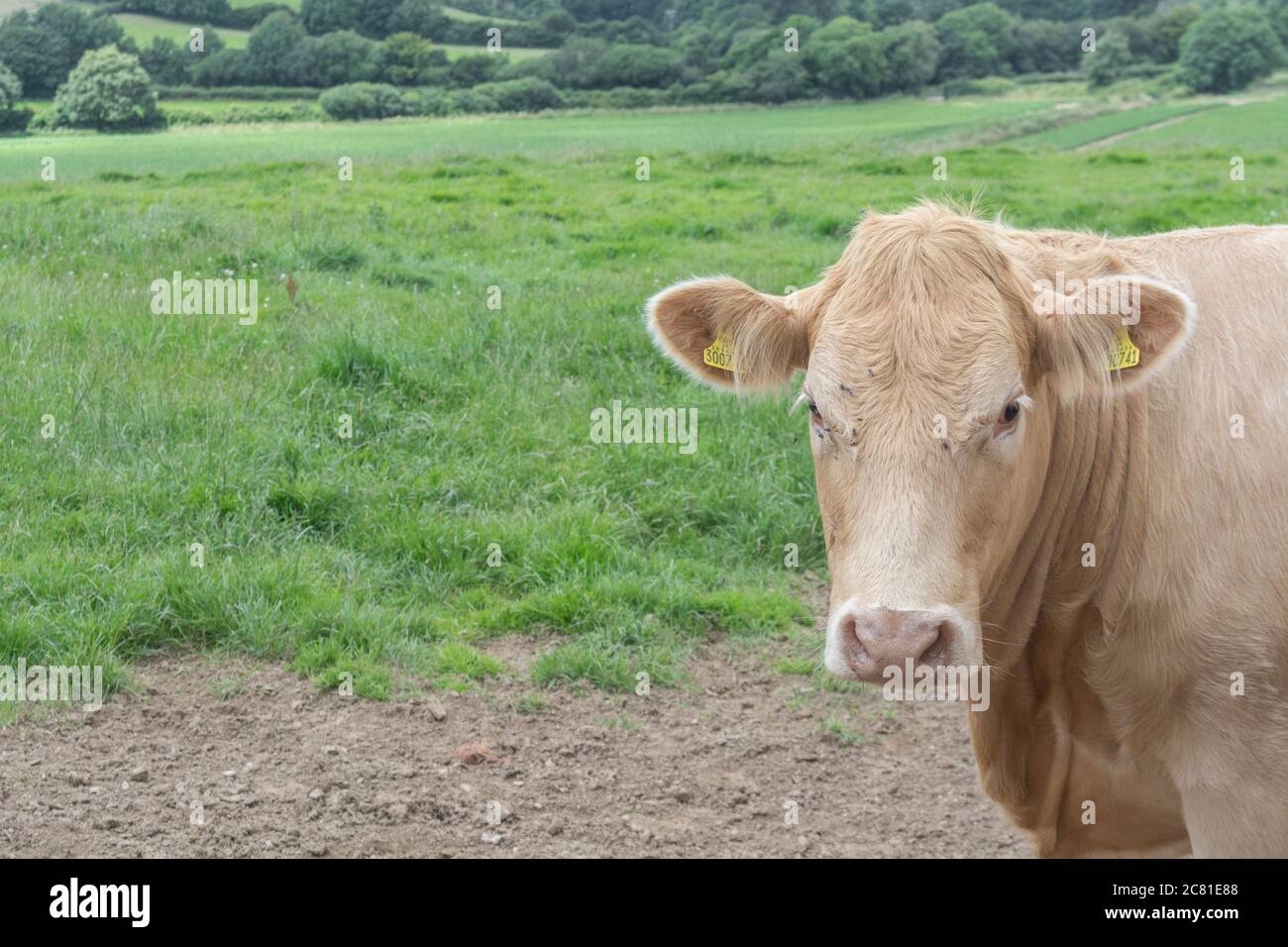 Young bull looking at camera. For UK livestock farming, British beef ...