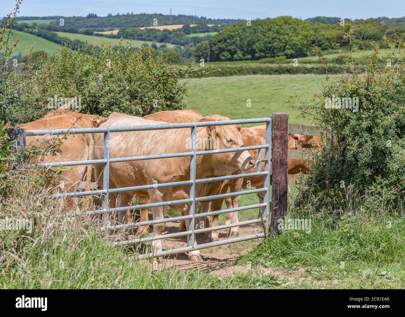 Young bulls behind farm gate & looking towards camera. Metaphor UK ...